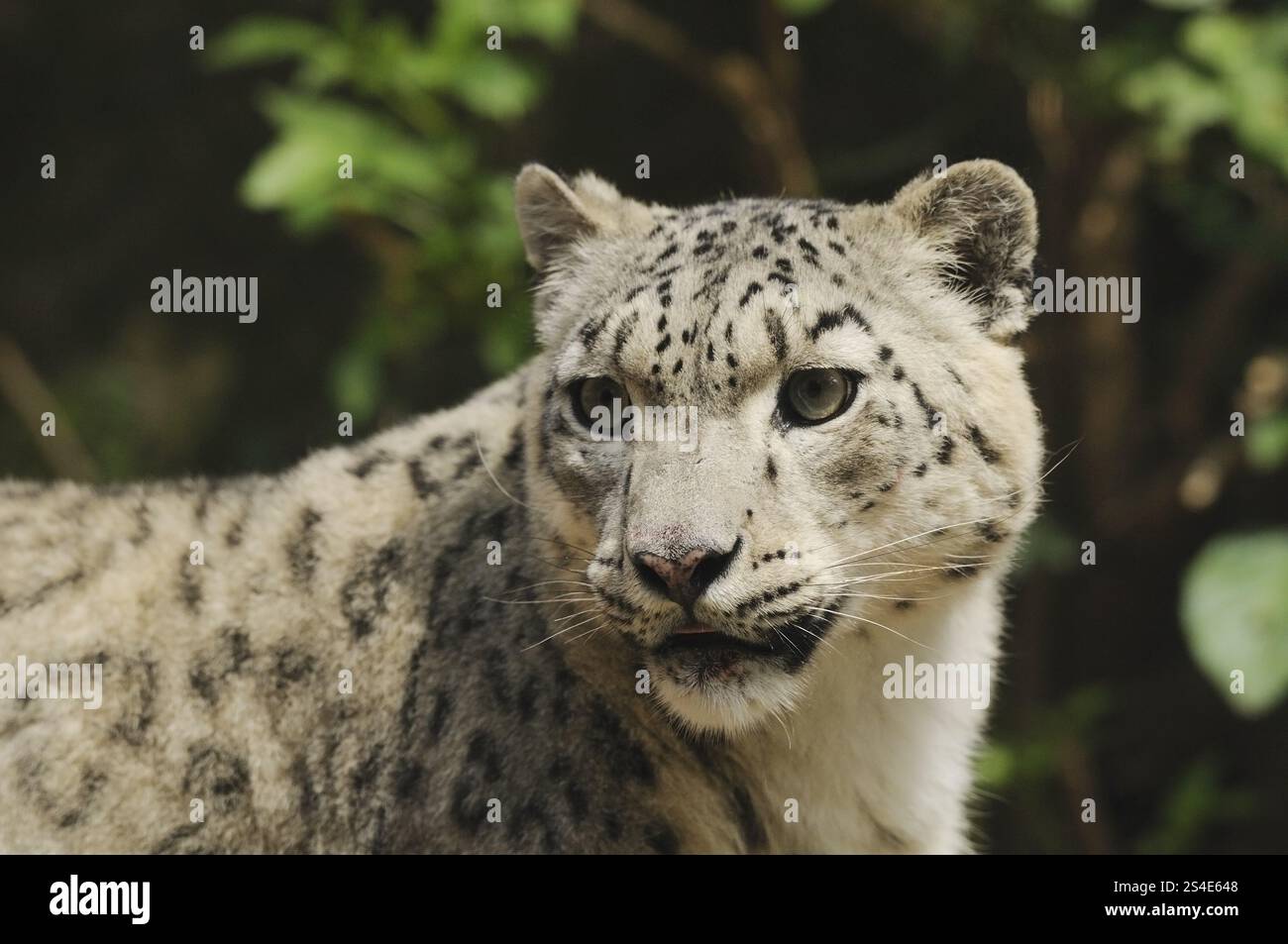 Snow leopard looking attentively to the side, surrounded by green ...
