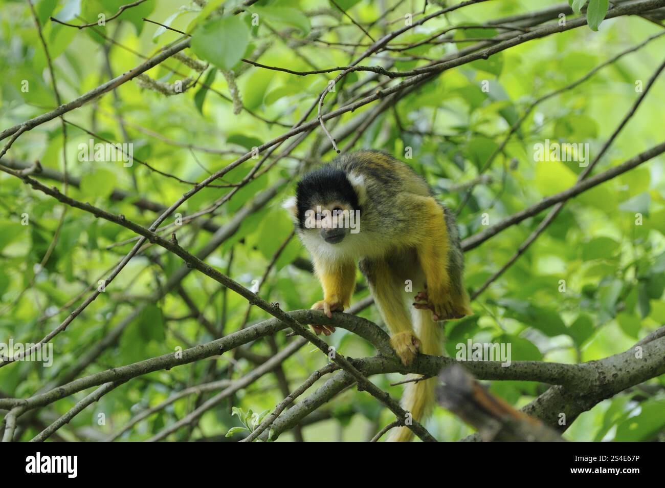 A small monkey with yellow and black fur sits on a branch in the dense ...
