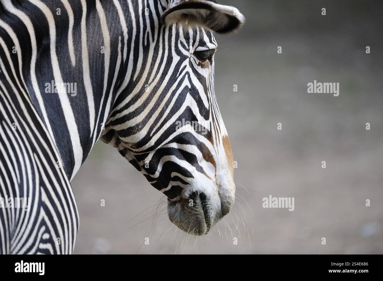 Zebra in profile with clearly visible stripes, on grey background ...