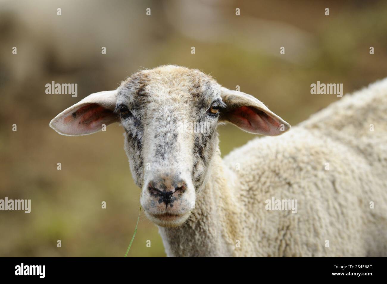 A close-up of an older sheep with a rustic background, domestic sheep ...