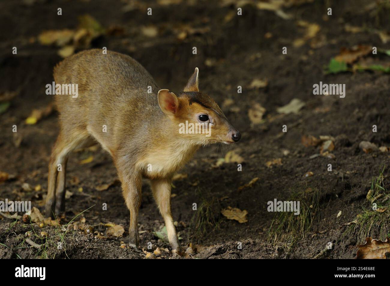 A young muntjac stands at attention on a forest floor with fallen ...