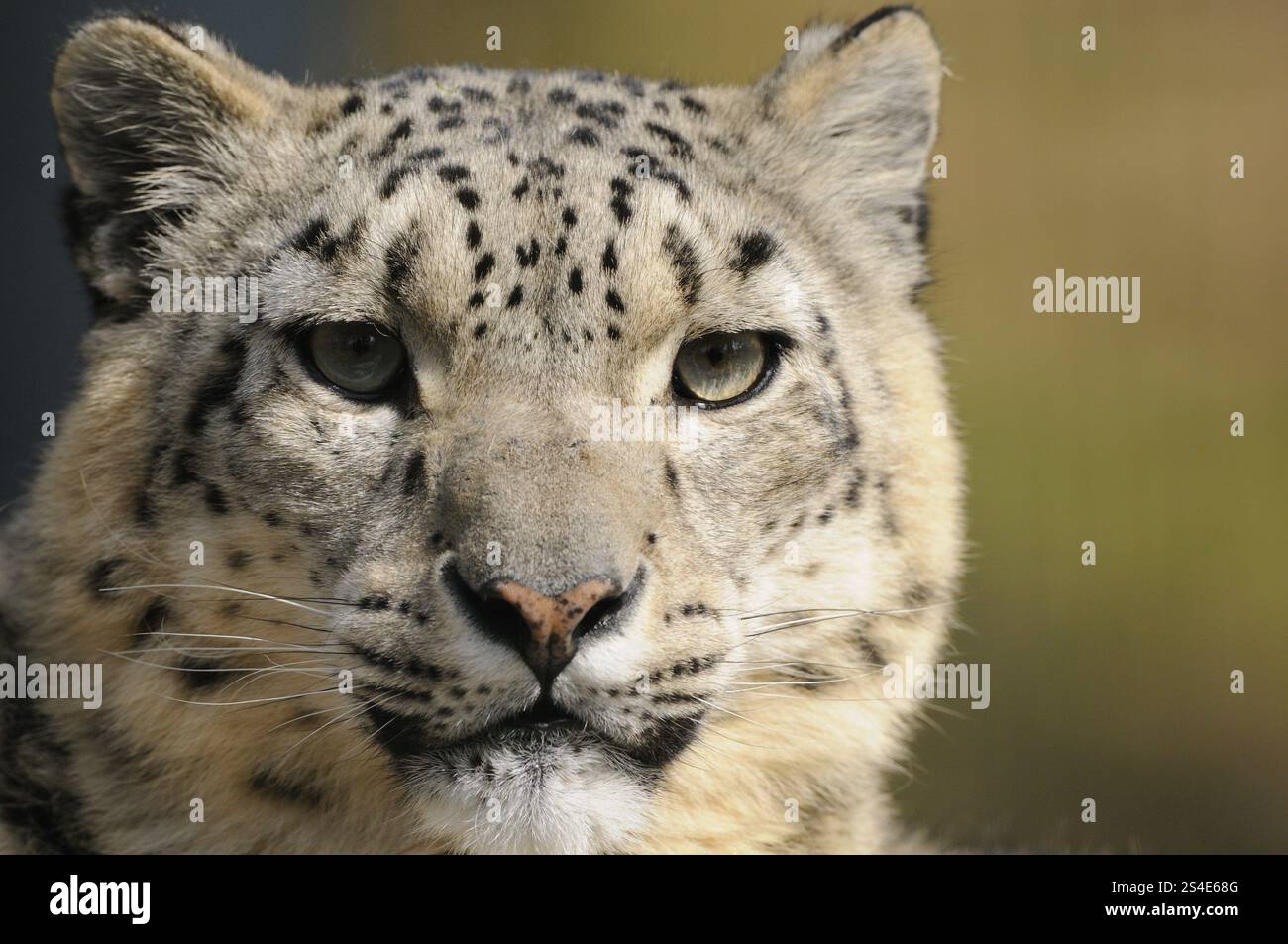 Frontal view of a snow leopard with intense gaze and spotted fur, snow ...