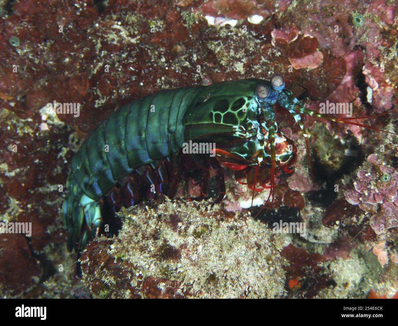 Green clown mantis shrimp (Odontodactylus scyllarus) on a coral reef ...
