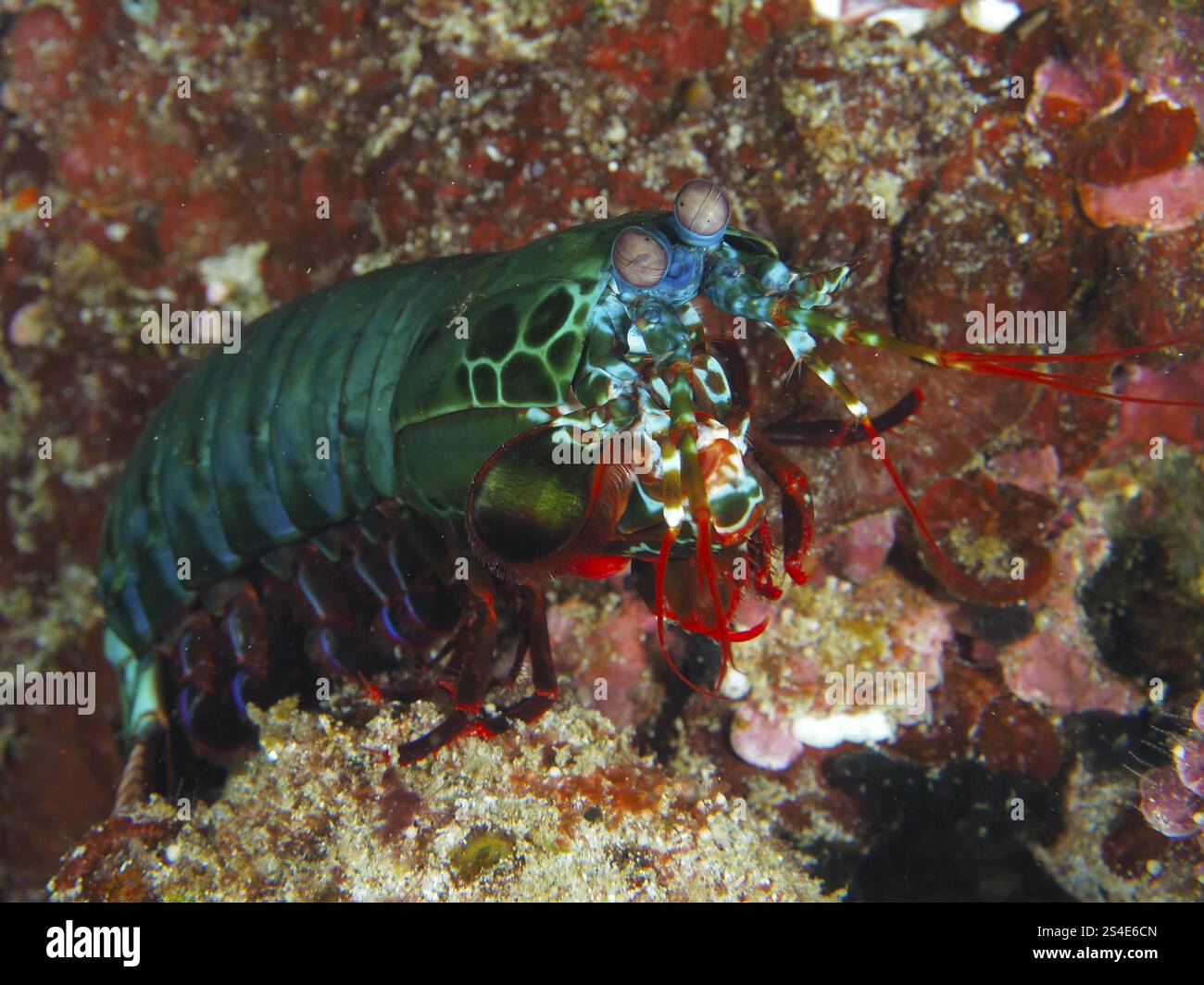 A colourful clown mantis shrimp (Odontodactylus scyllarus) on corals ...