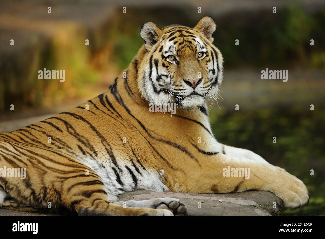 A tiger resting relaxed on a rock, the stripes prominent in nature ...