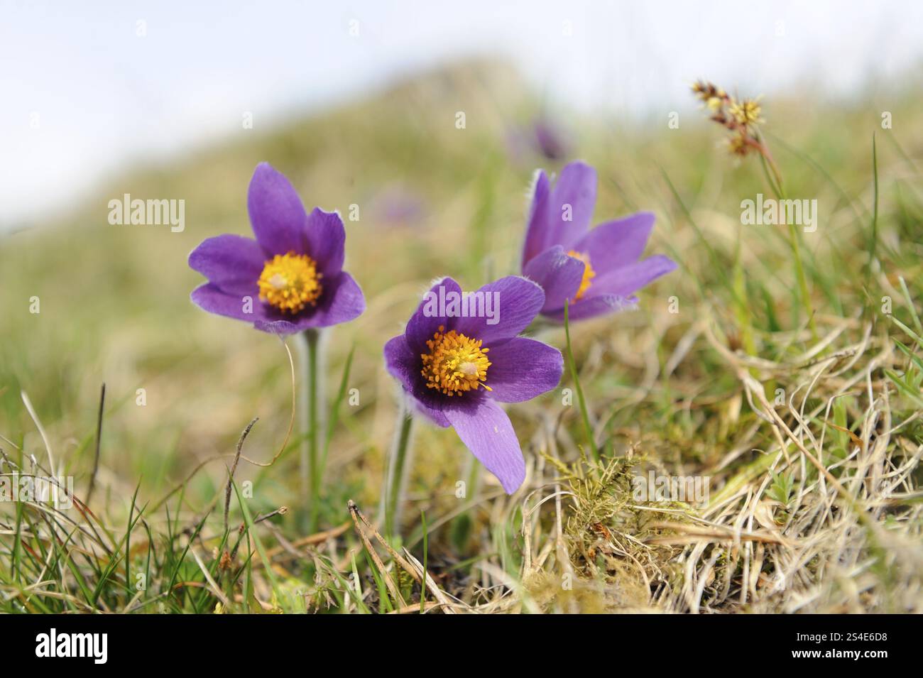 Three purple pasque flowers with a yellow centre on a grassy meadow in ...