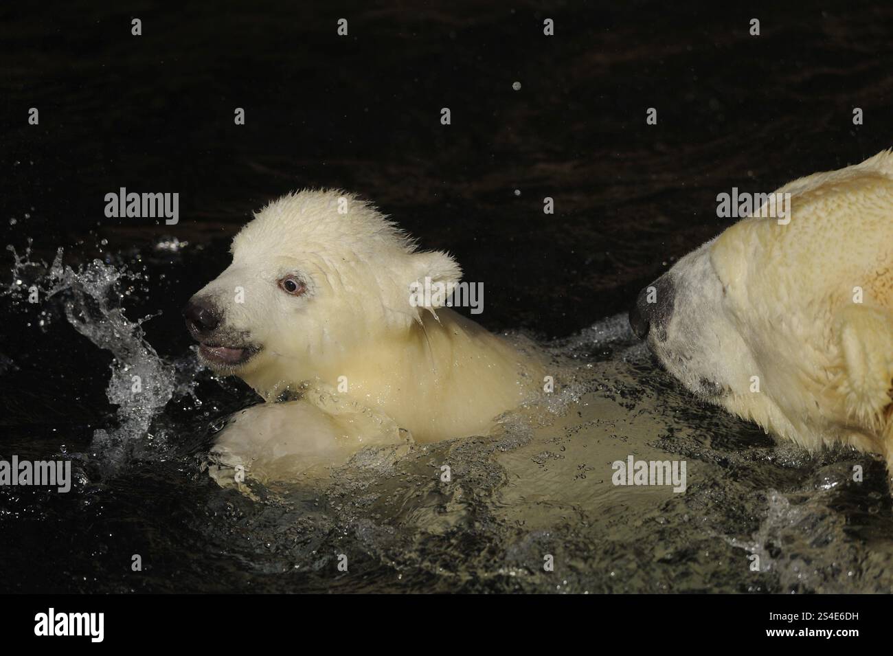 A polar bear cub swims with an adult bear in the water, polar bear ...