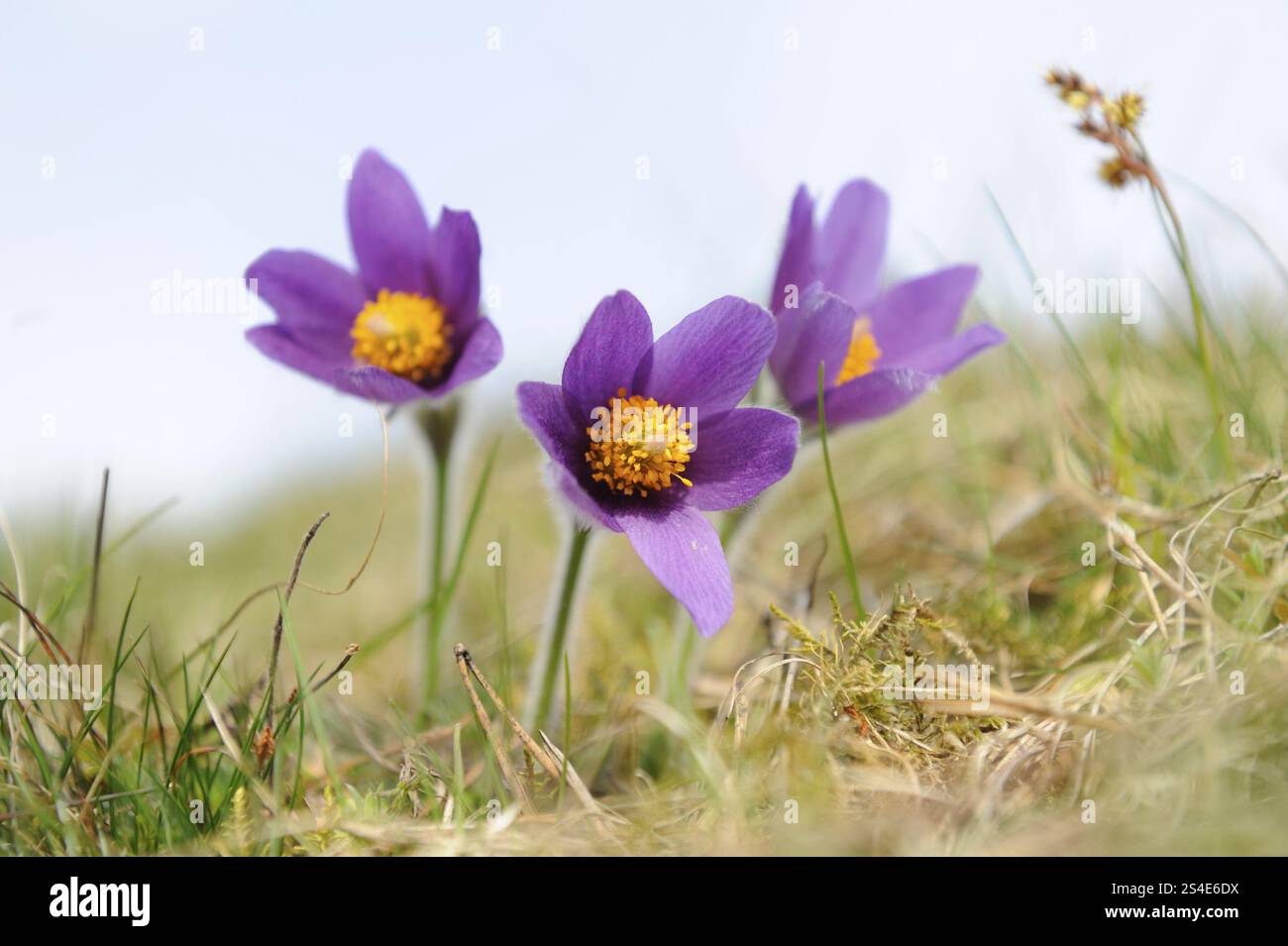 Group of purple Pasque flowers with yellow centre in a meadow in spring ...
