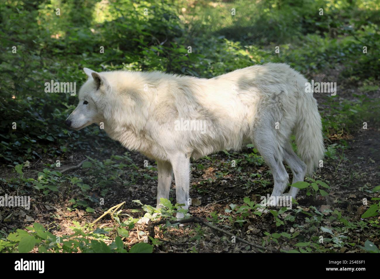 Arctic wolf (Canis lupus arctos), white wolf, Arctic wolf, adult, in ...