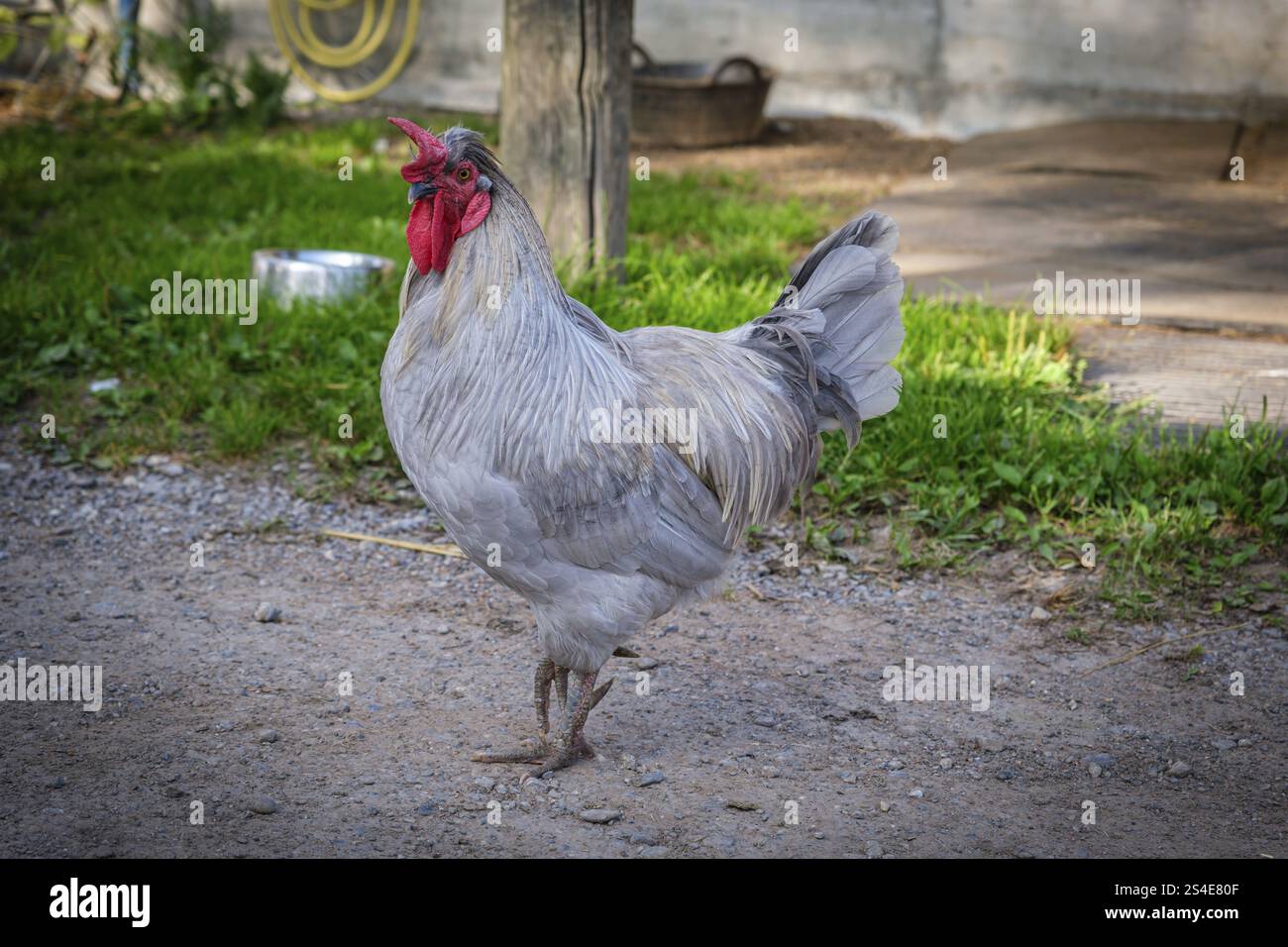 Rooster with grey plumage stands on a farm, surrounded by grass and ...