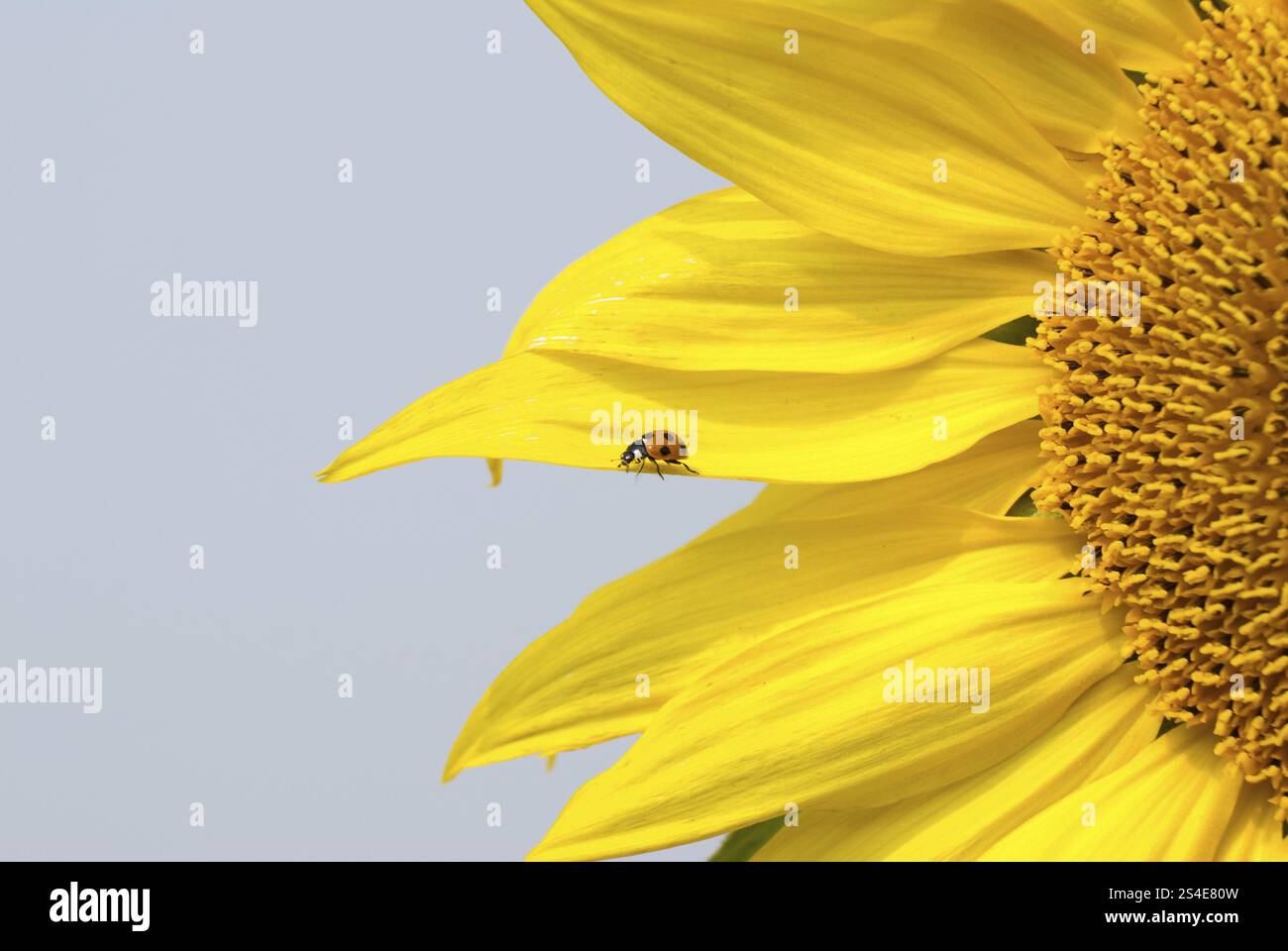 Little red bugs in hi-res stock photography and images - Alamy