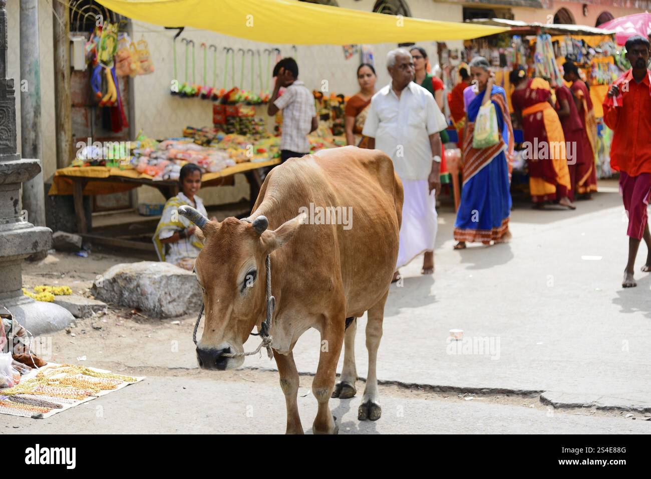 Kanchipuram, Tamil Nadu, South India, A cow walks along a busy road ...