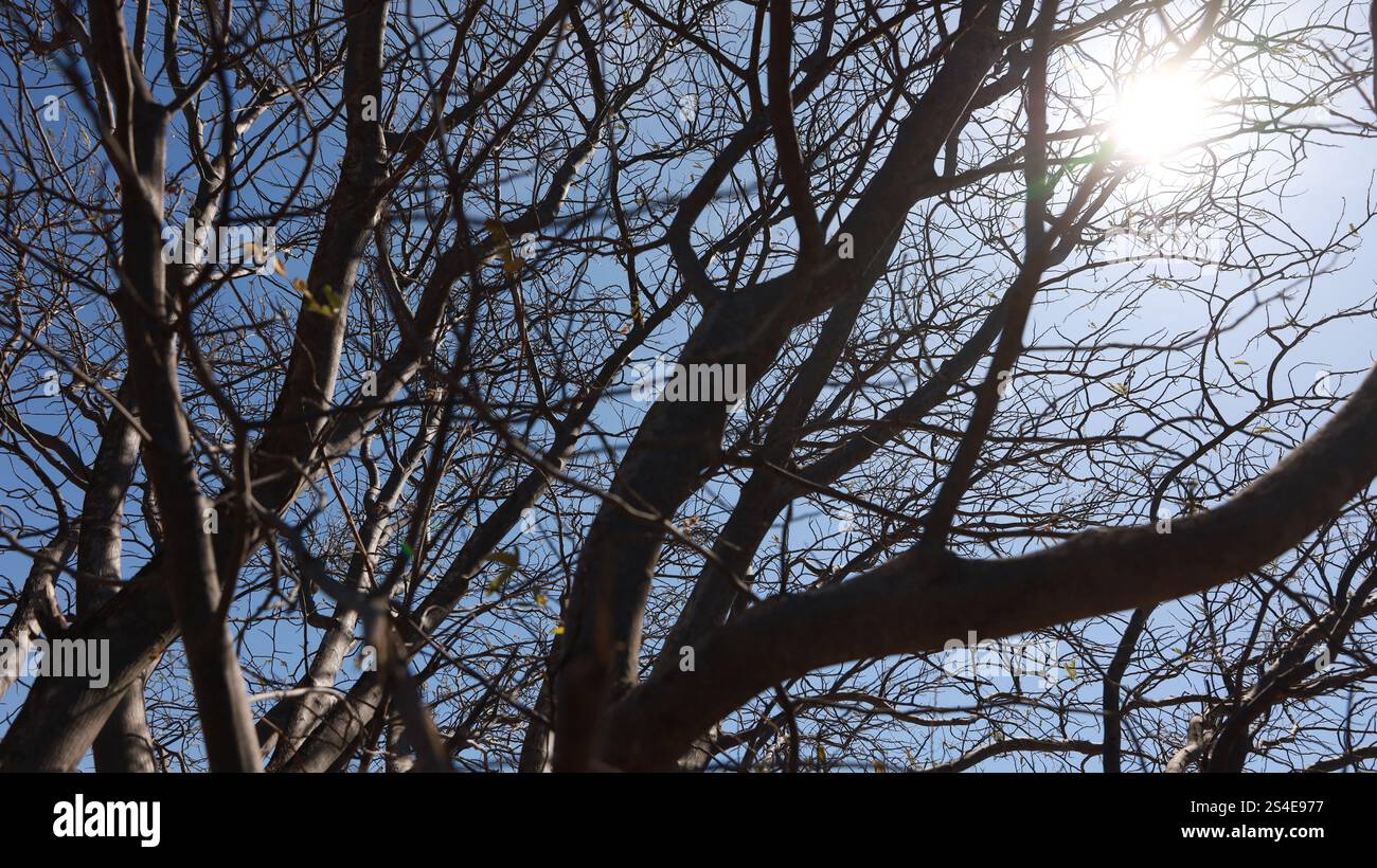barra, bahia, brazil - october 1, 2023: tree galls from the Caatinga ...