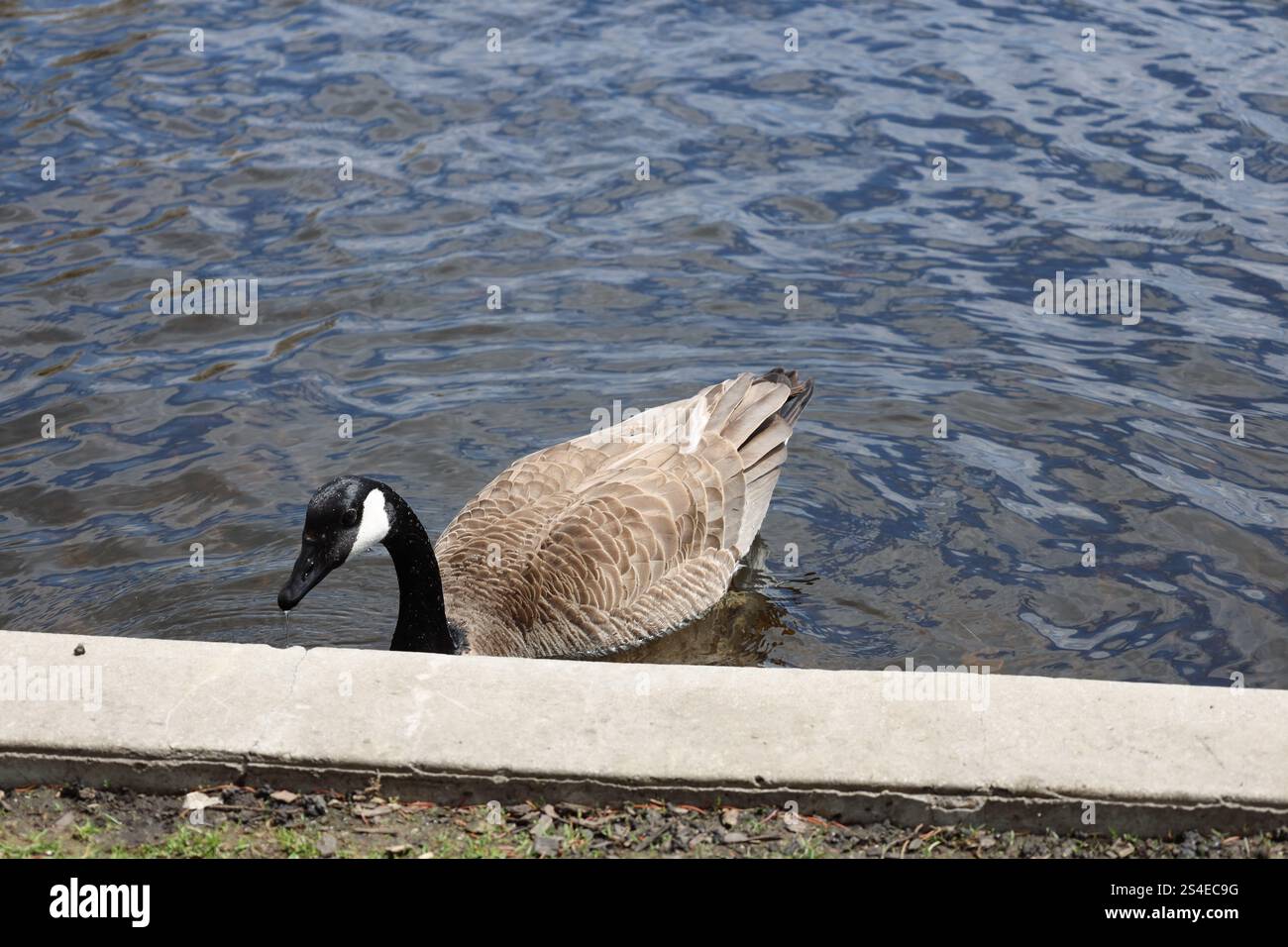 The goose step out hi-res stock photography and images - Alamy
