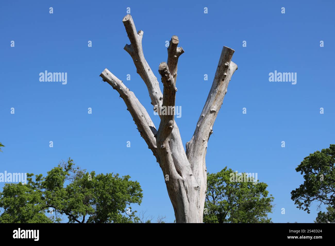 Upper limbs branches pine trees hi-res stock photography and images - Alamy