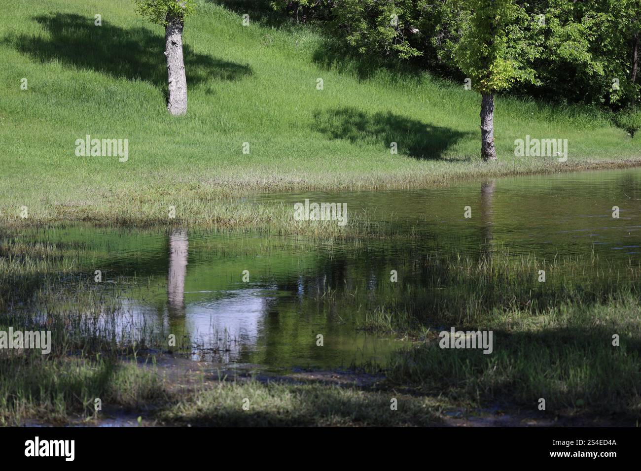 trees and grass reflected in calm pool of flooded spring runoff water ...