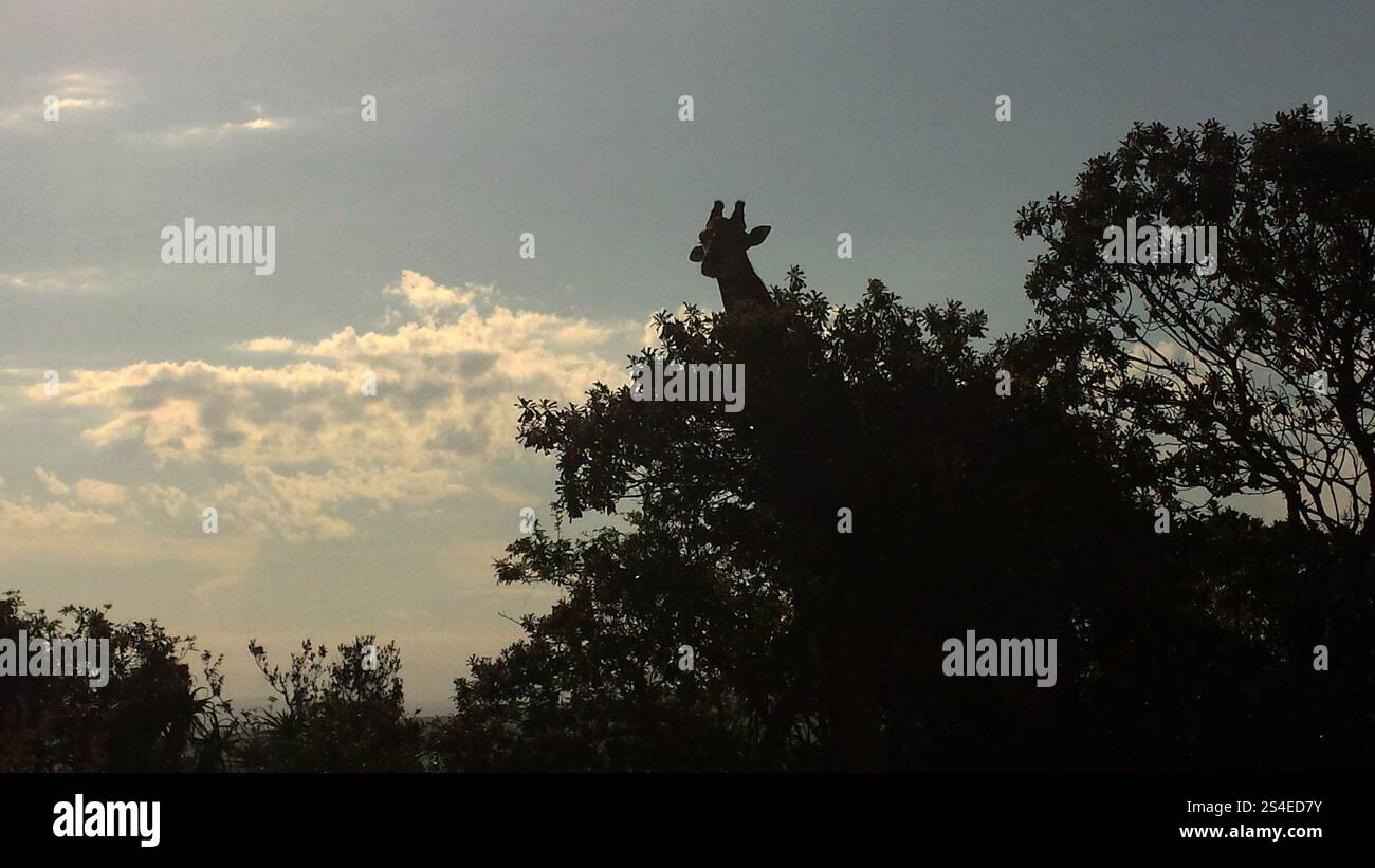 Giraffe head above the high trees in the South African wilderness ...