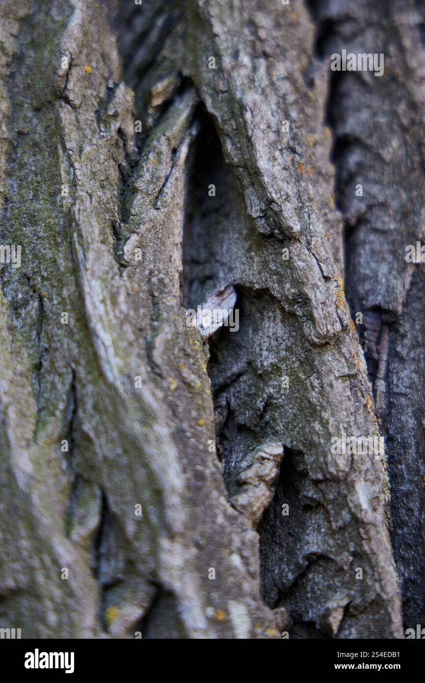 CloseUp View of Textured Tree Bark with Hidden Intricate Details Revealed Up Close Stock Photo ...