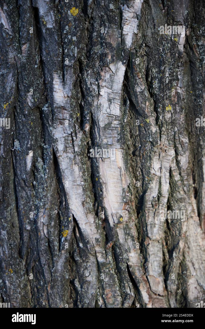 CloseUp View of Textured Tree Bark Showcasing Stunning Beautiful ...