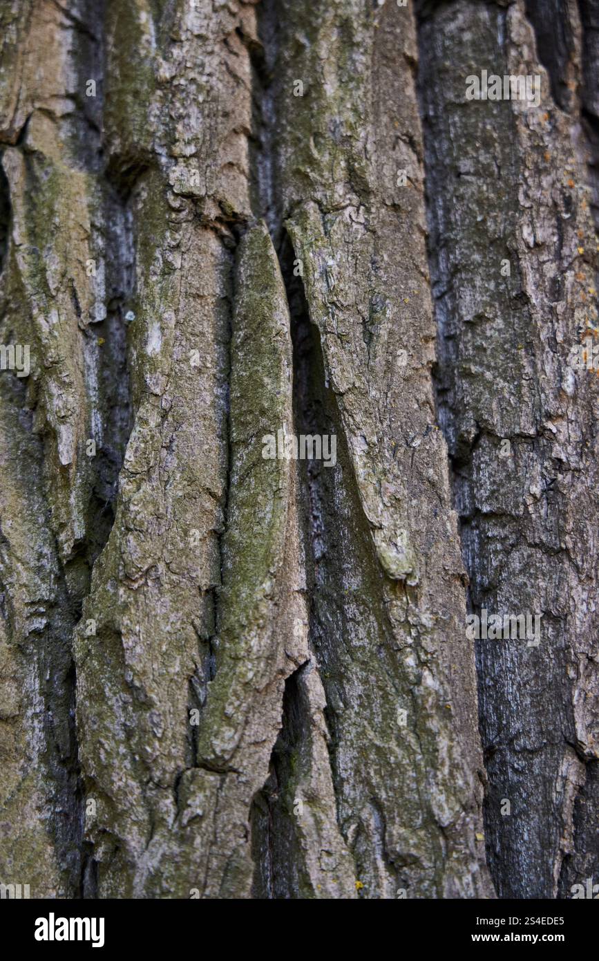 An InDepth and Detailed Texture of Tree Bark Showcasing Natures Unique Patterns and Colors Stock ...