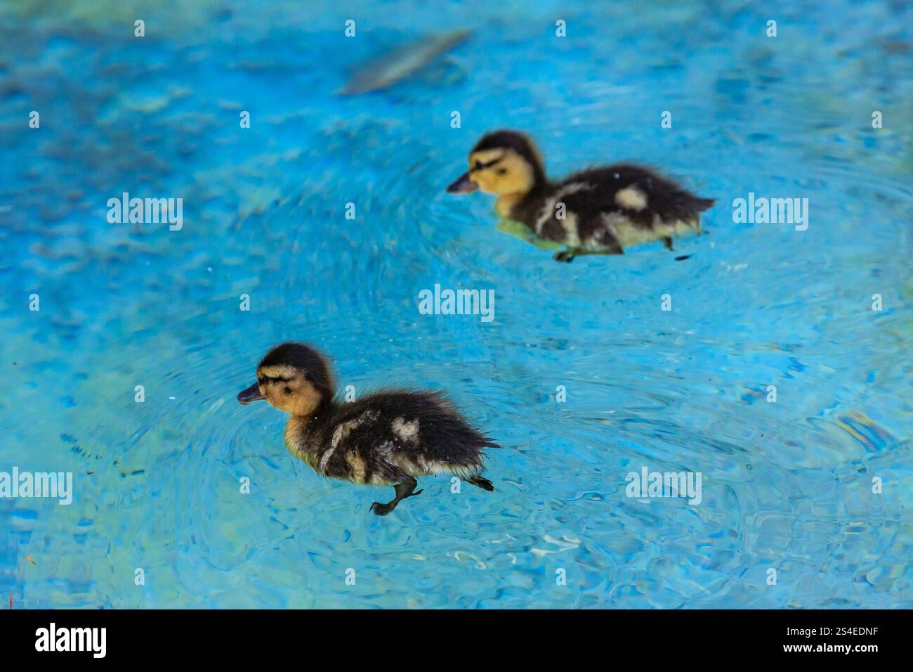 Two baby ducks swimming in a blue pool. The water is calm and clear ...