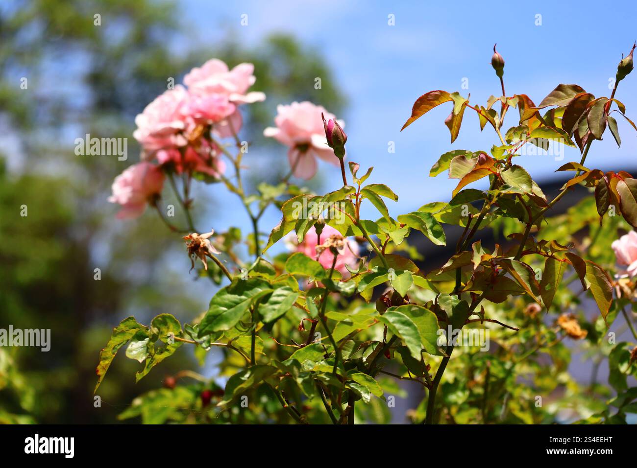 Roses remind us that life's most beautiful things often come with ...