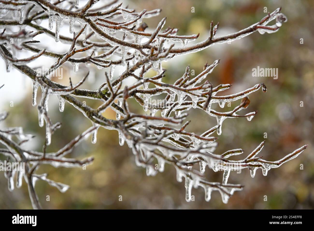 Ice encased dogwood branches during a winter storm in Metro Atlanta ...