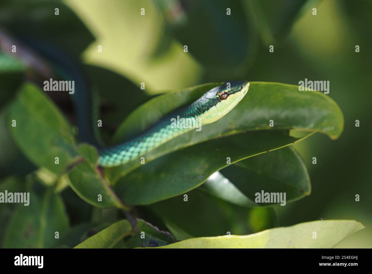 Green snake on tree branch Stock Photo - Alamy