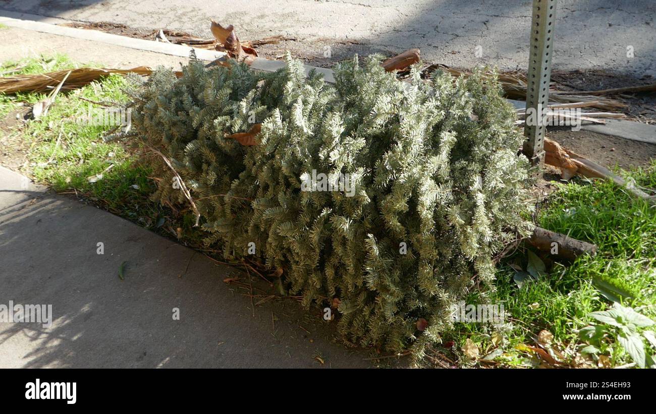 Los Angeles, California, USA 11th January 2025 Discarded Christmas ...