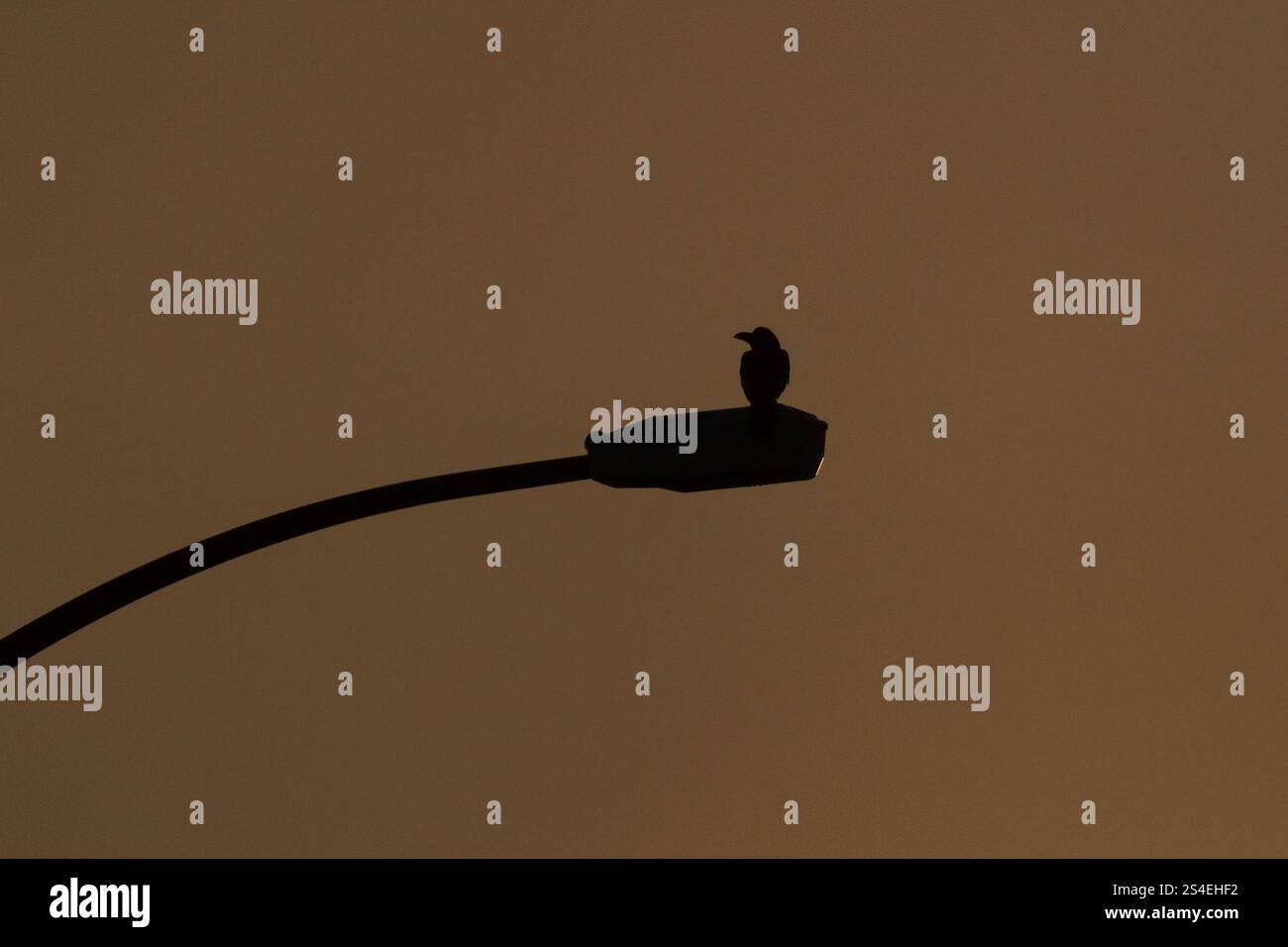 A large-billed crow (Corvus macrorhynchos japonensis) in silhouette on ...