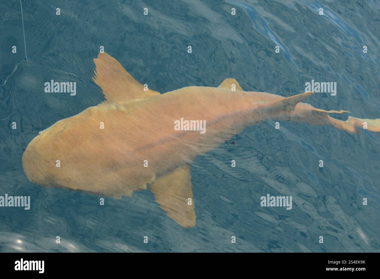 The fish’s golden-yellow and mottled skin glistens with water ...