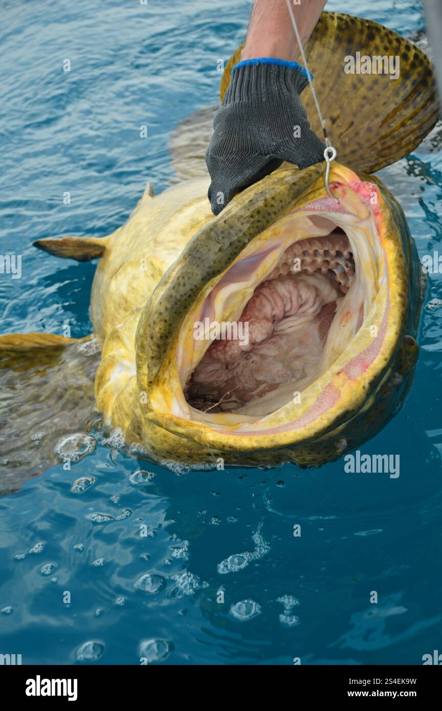 Goliath gropuer hi-res stock photography and images - Alamy