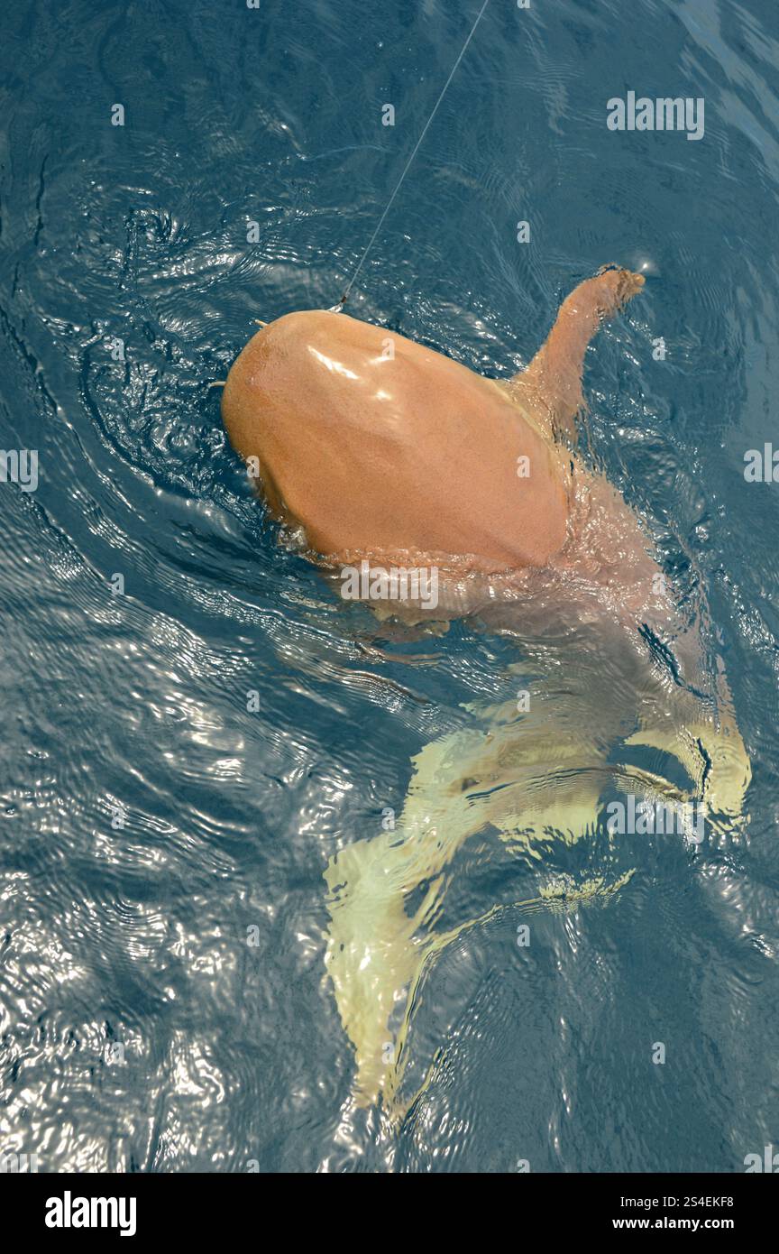 The fish’s golden-yellow and mottled skin glistens with water ...