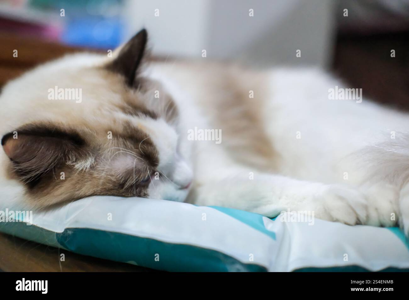 Beautiful young ragdoll cat hi-res stock photography and images - Alamy