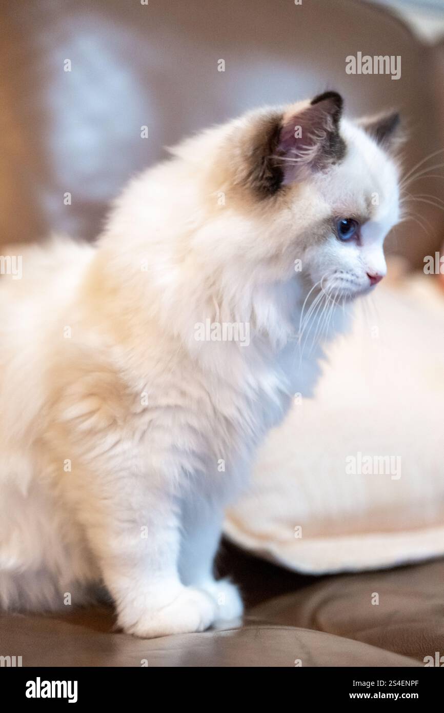 Cute, small Ragdoll cat. 4 months old. Standing on the sofa Stock Photo ...