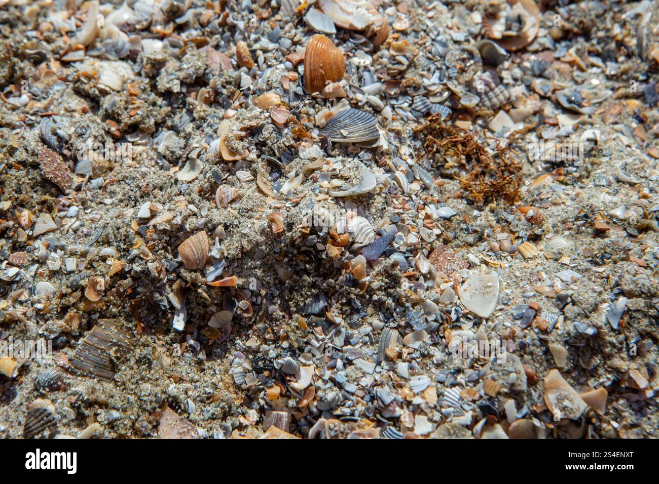 Wet crushed sea shells texture on a beach Stock Photo - Alamy