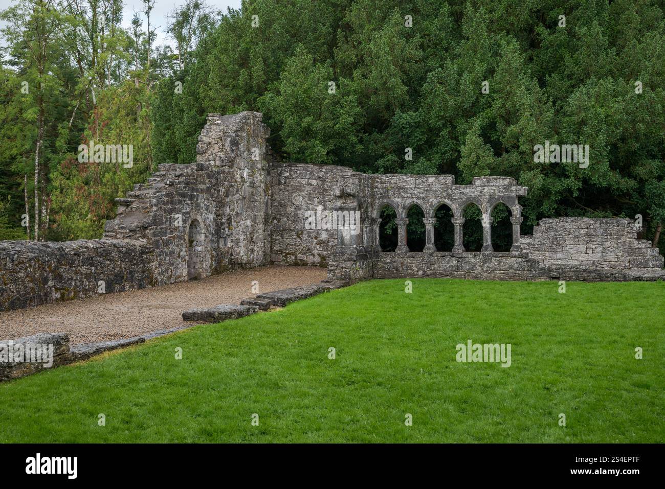 Weathered stone arches of Cong Abbey, Ireland, surrounded by a lush ...