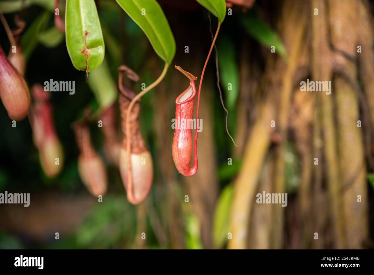 Adaptations of nepenthes hi-res stock photography and images - Alamy
