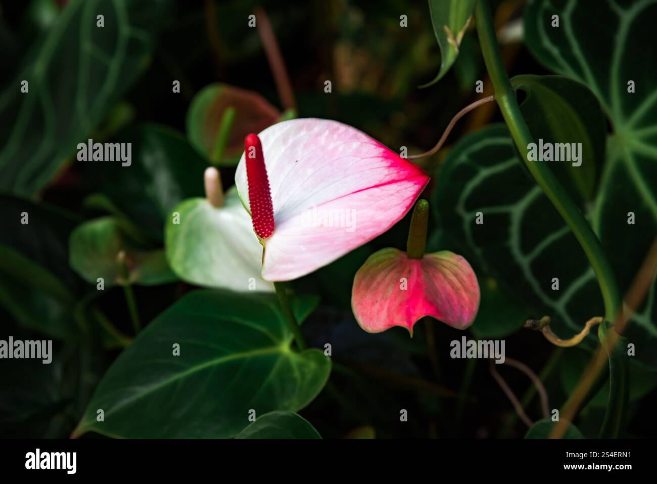 Princess in pink lush hi-res stock photography and images - Alamy