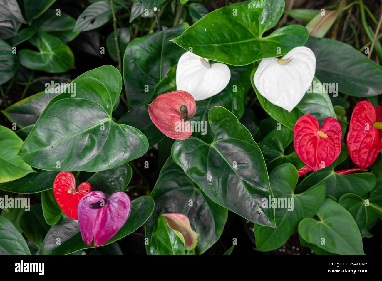 Kozohara hi-res stock photography and images - Alamy