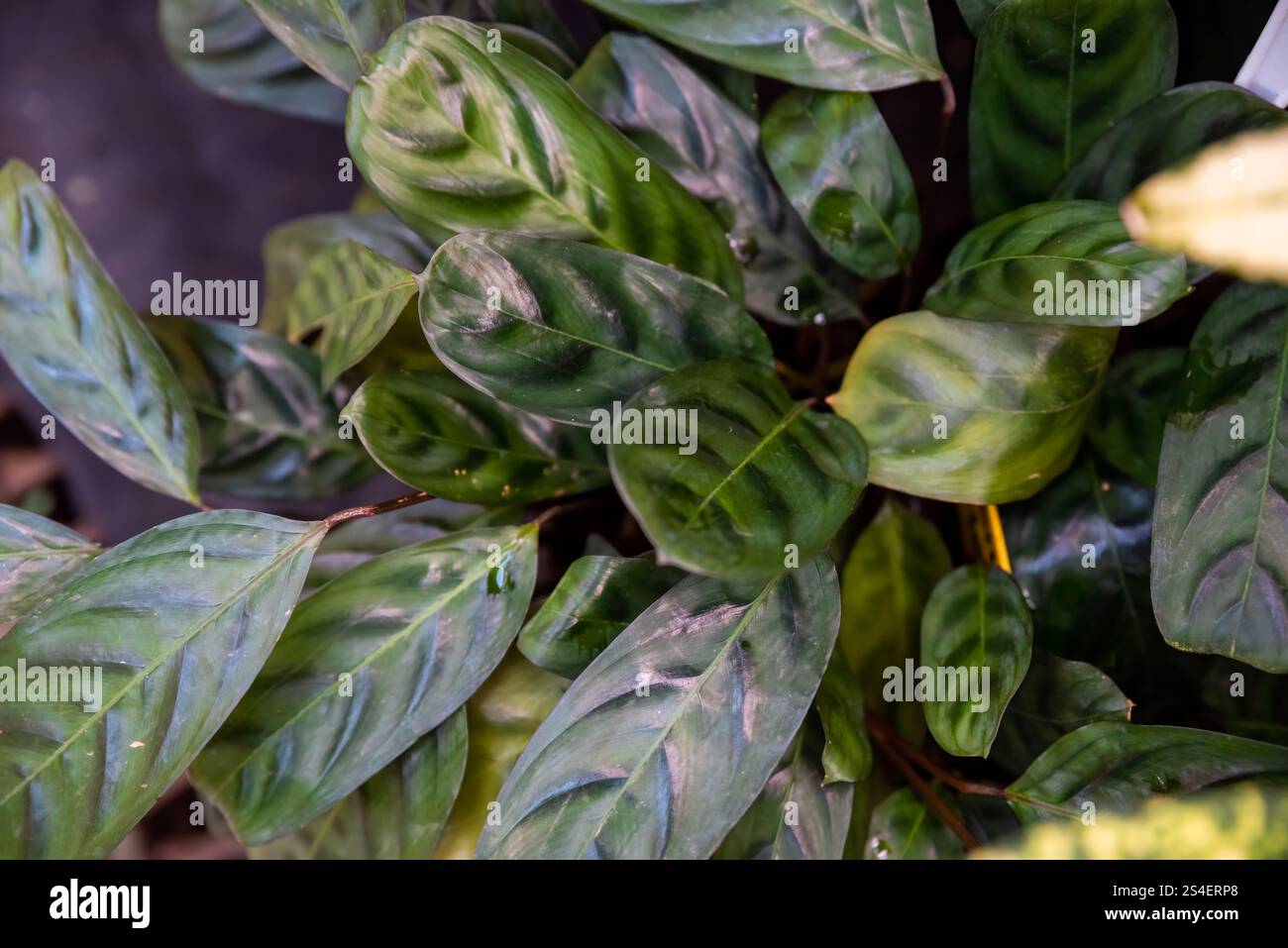 Calathea burle-marxii Dark Form with lush green leaves featuring dark ...