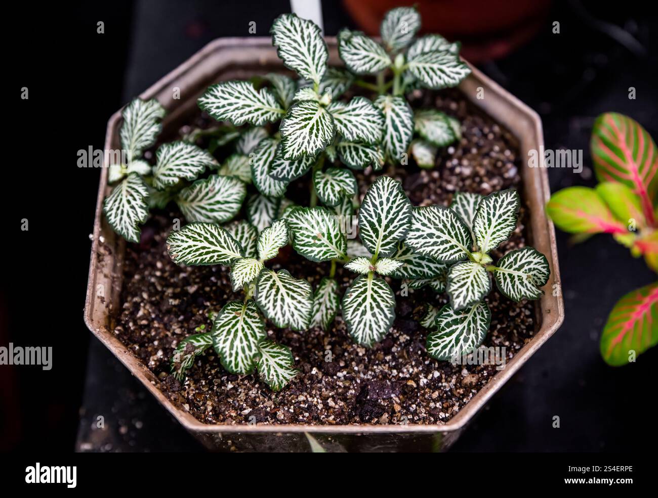 Fittonia white tiger hi-res stock photography and images - Alamy
