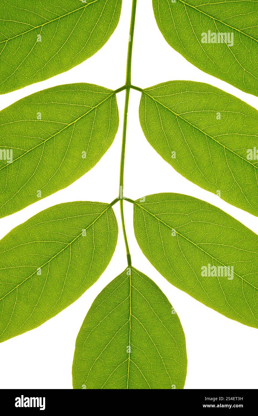 Leaves robinia pseudoacacia hi-res stock photography and images - Alamy