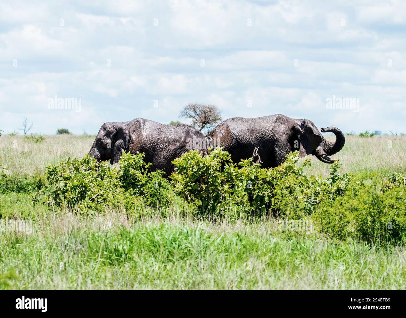 Elephant Kruger National Park South Africa Stock Photo - Alamy