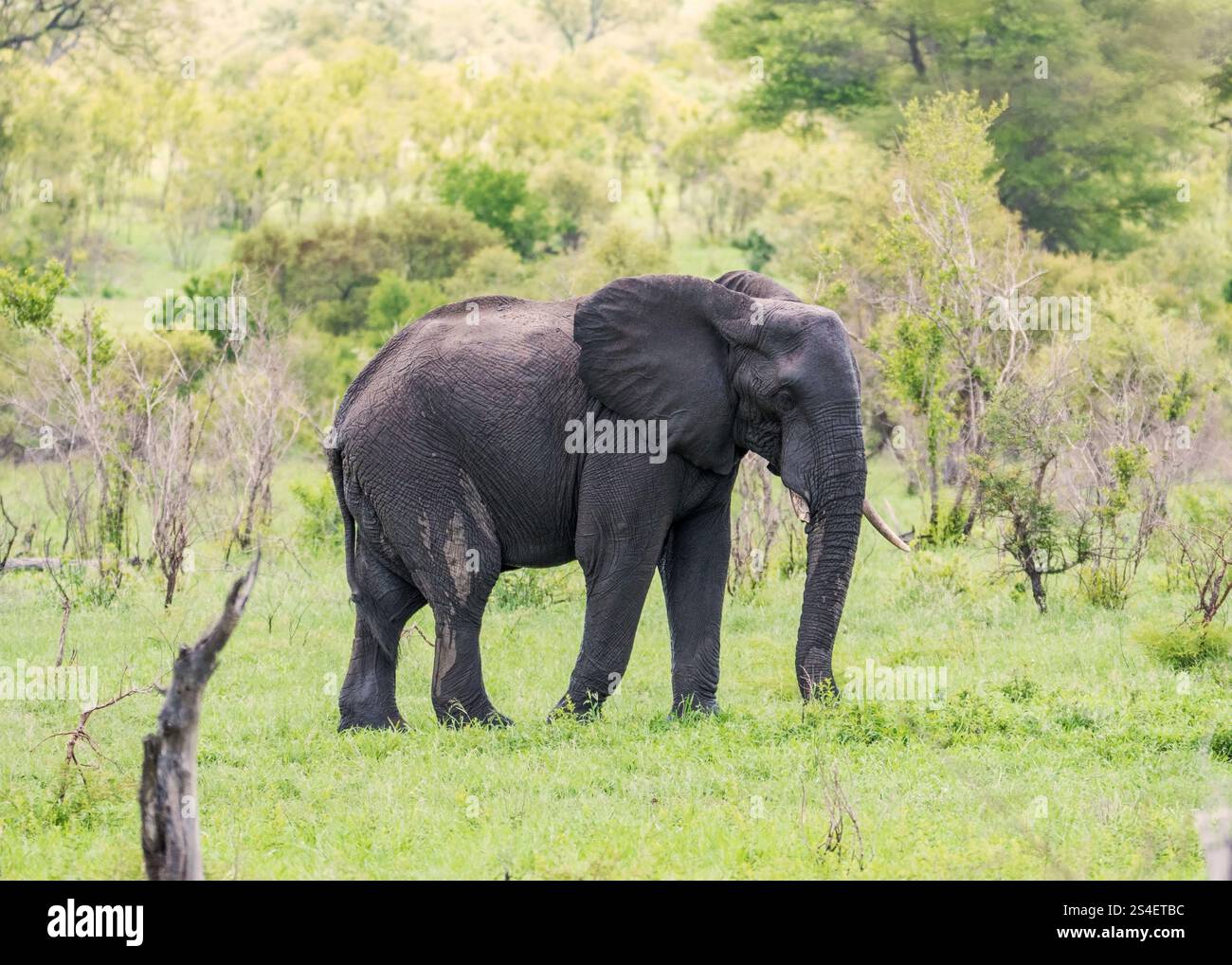 African elephant dung hi-res stock photography and images - Alamy