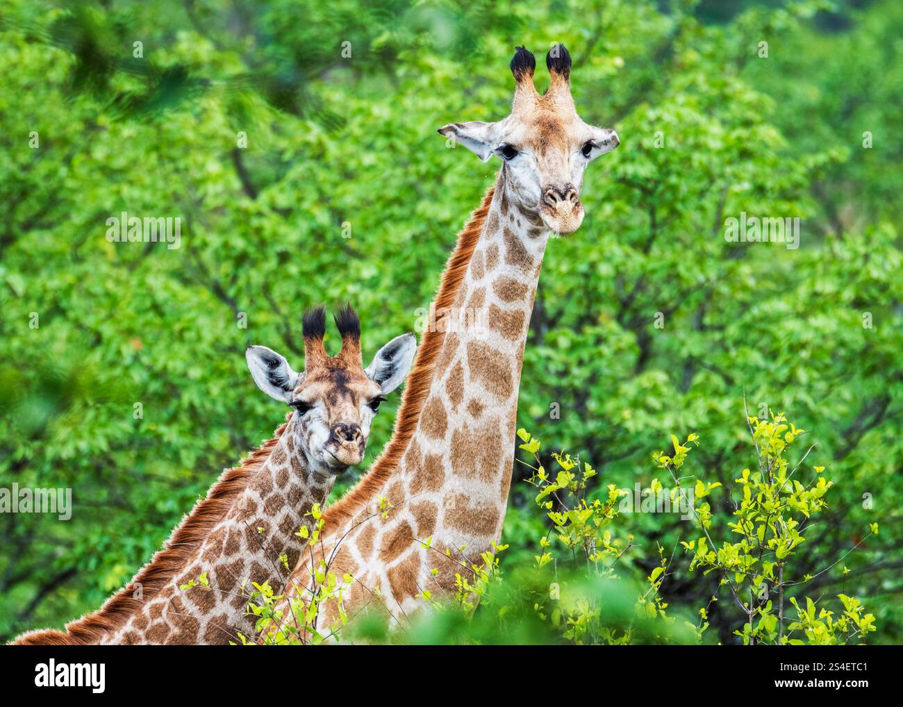 Giraffe Kruger National Park South Africa Stock Photo - Alamy