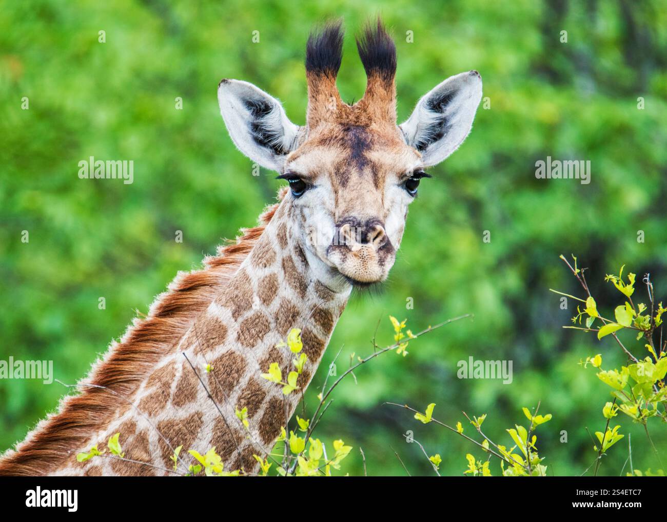 Giraffes Eating Meat