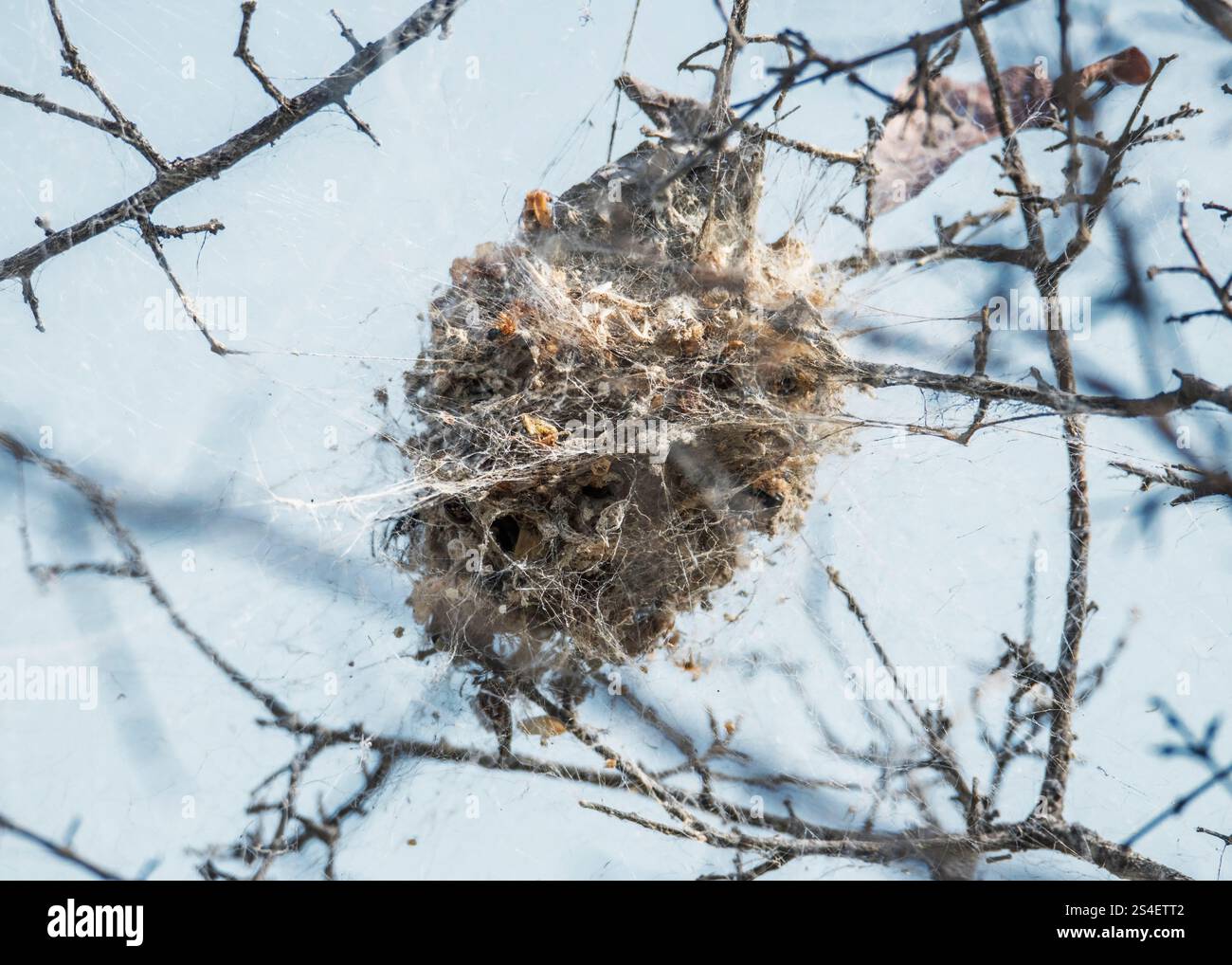 Spider Nest Kruger National Park South Africa Stock Photo - Alamy