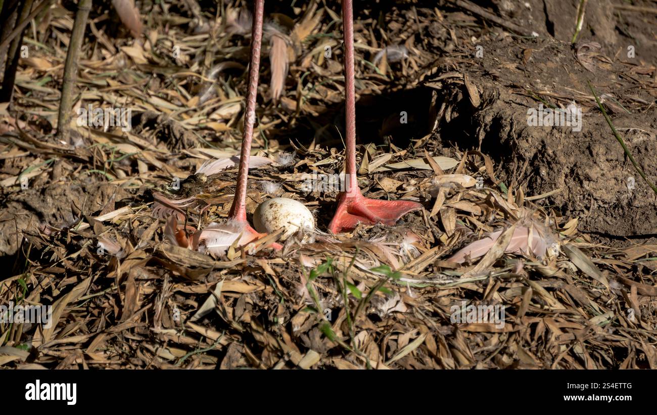 The slender legs of a flamingo standing protectively around its nest ...