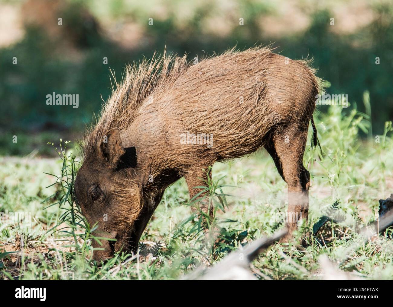 Warthog Kruger National Park South Africa Stock Photo - Alamy